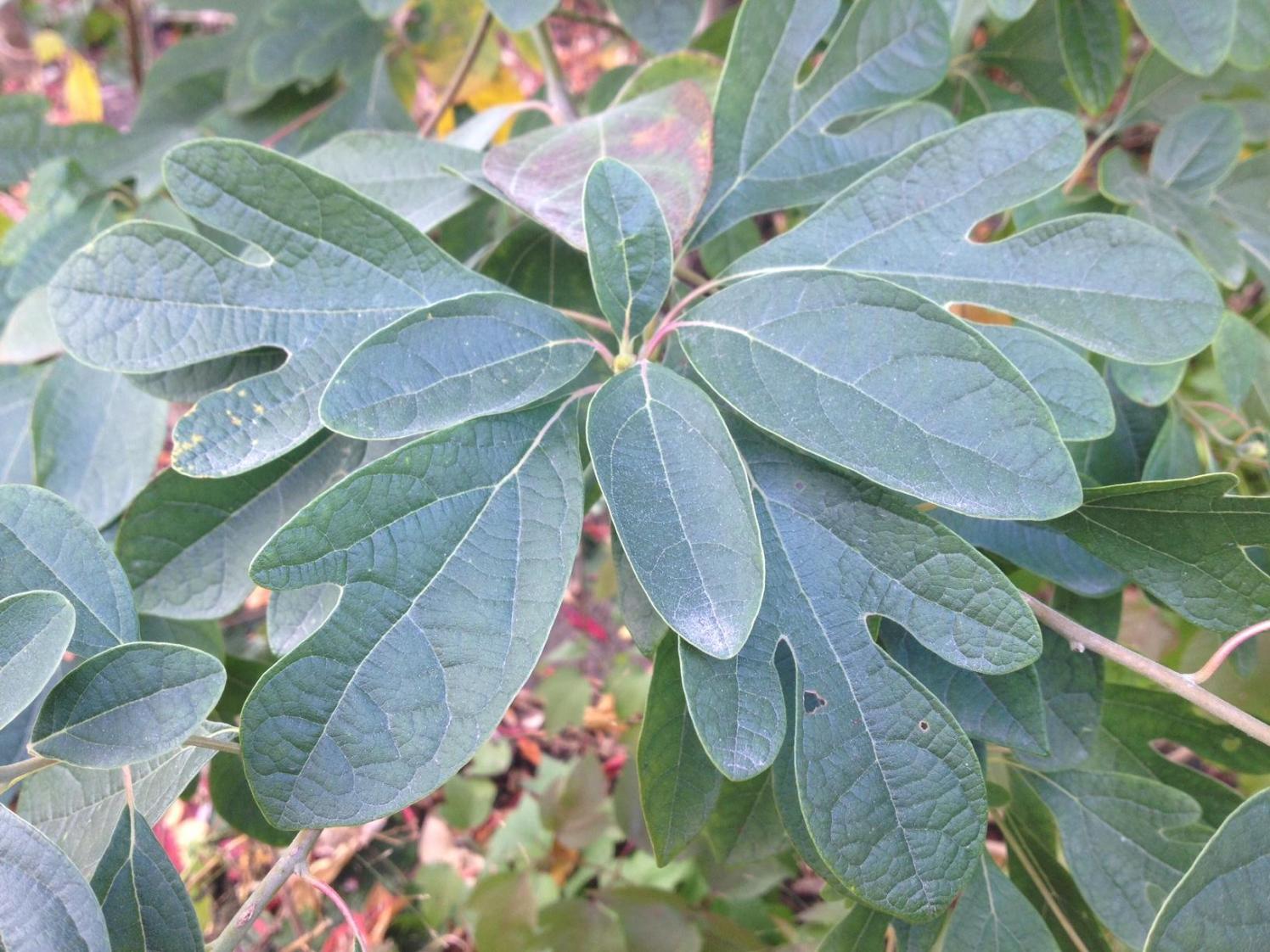 Featured Plant - Sassafras - Brooklyn Bridge Park